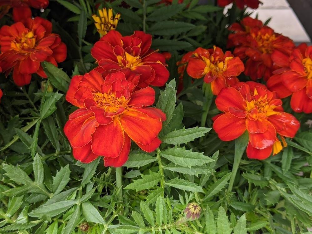 Photo of the entire plant of French Marigold (Tagetes erecta Durango ...