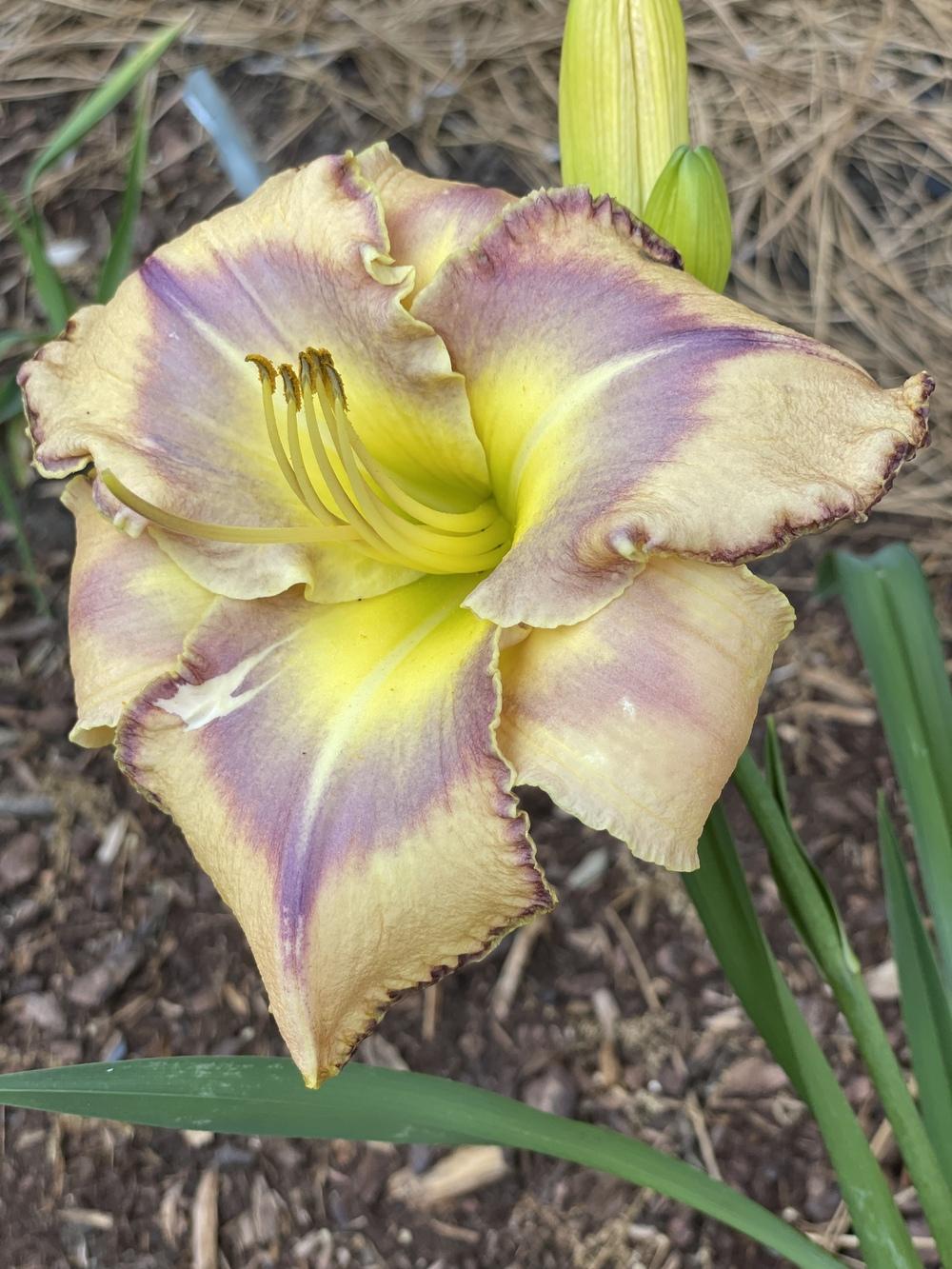 Photo of the bloom of Daylily (Hemerocallis 'Pastel Pattern') posted by ...
