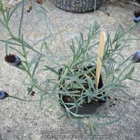 Photo of the entire plant of Pipicha (Porophyllum linaria) posted by ...