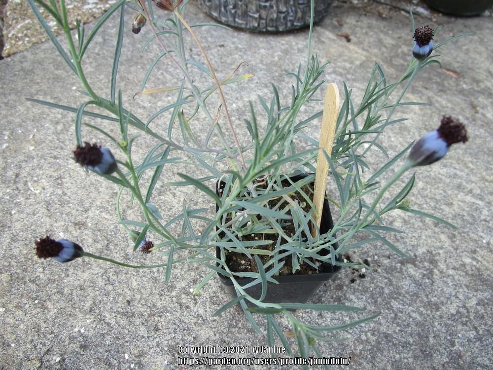 Photo of the entire plant of Pipicha (Porophyllum linaria) posted by ...