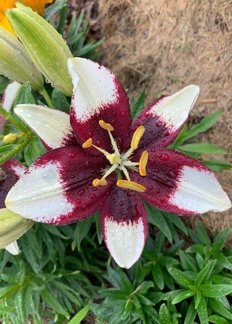 Photo of the bloom of Lily (Lilium Lily Looks™ Tiny Padhye) posted by ...