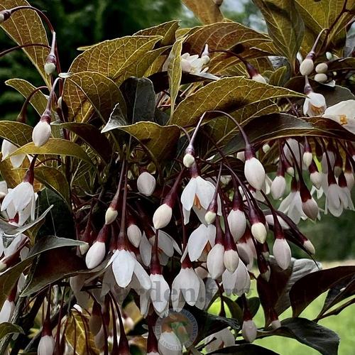 Styrax japonicus 'Evening Light' - Garden.org