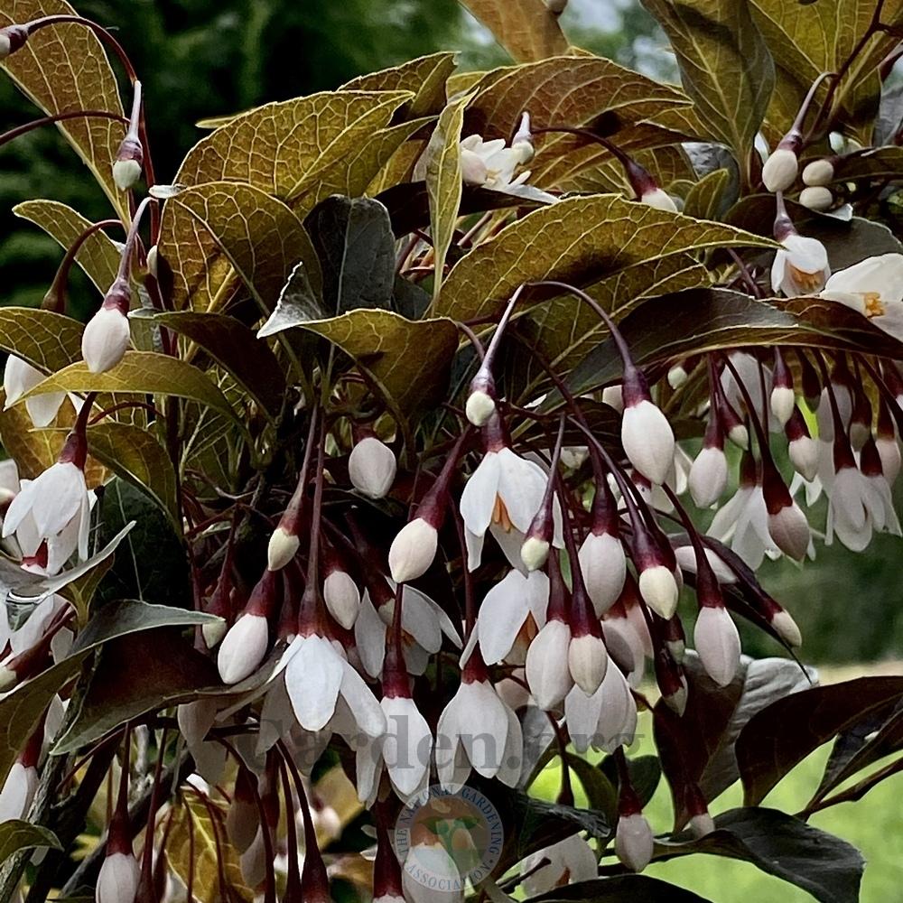 Photo of the bloom of Styrax japonicus 'Evening Light' posted by ...