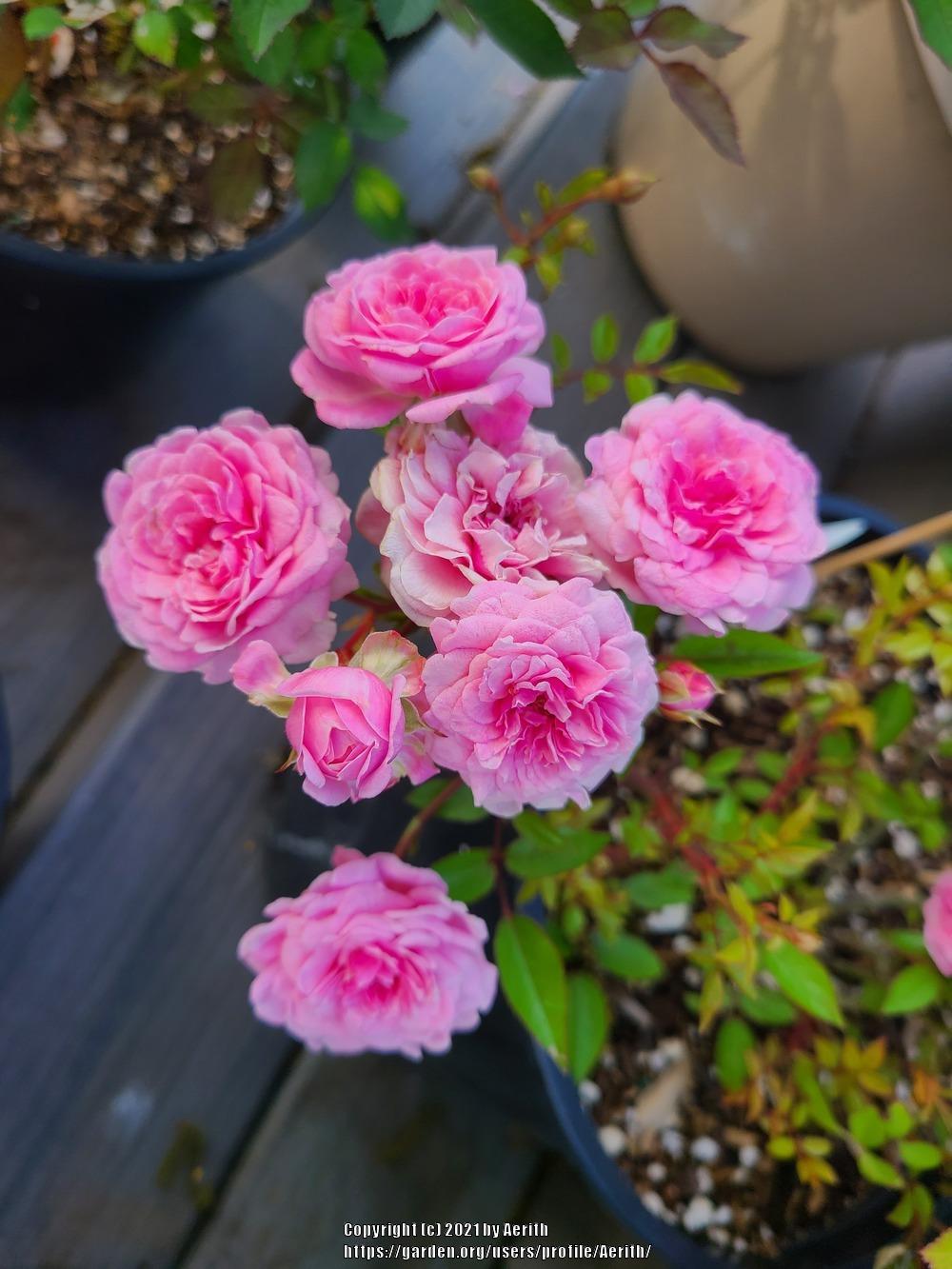 Rose (Rosa 'Stacey Sue') in the Roses Database - Garden.org