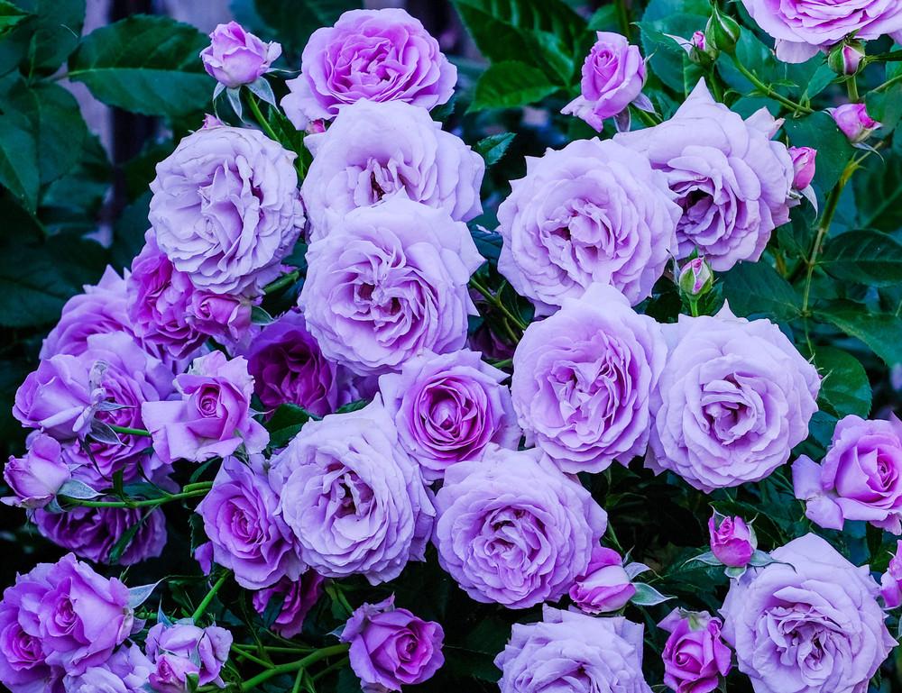 Rose (Rosa 'Violet's Pride') in the Roses Database - Garden.org