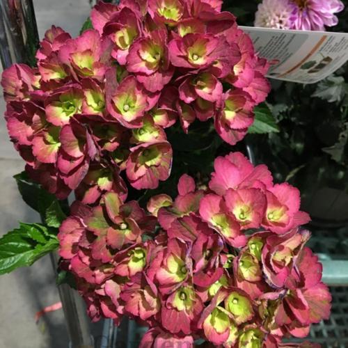 Bigleaf Hydrangea (Hydrangea macrophylla Akadama™) in the Hydrangeas ...