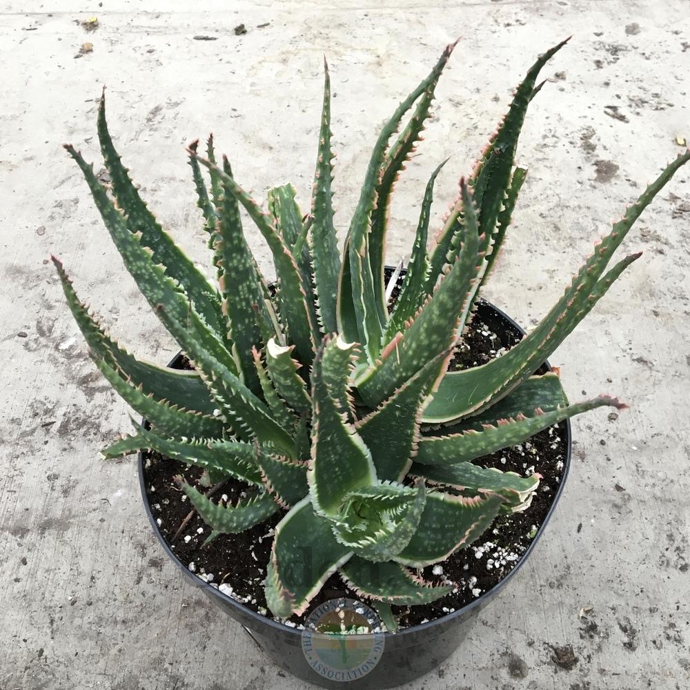 Photo of the entire plant of Aloe 'Coral Fire' posted by BlueOddish ...