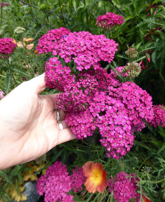 Yarrow (Achillea millefolium 'Rosa Maria') in the Yarrows Database ...