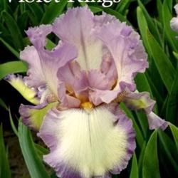 Tall Bearded Iris (Iris 'Violet Rings') in the Irises Database - Garden.org