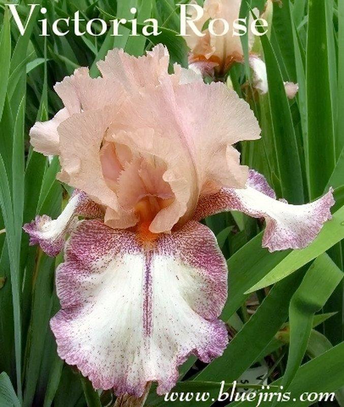 Tall Bearded Iris (Iris 'Victoria Rose') in the Irises Database ...