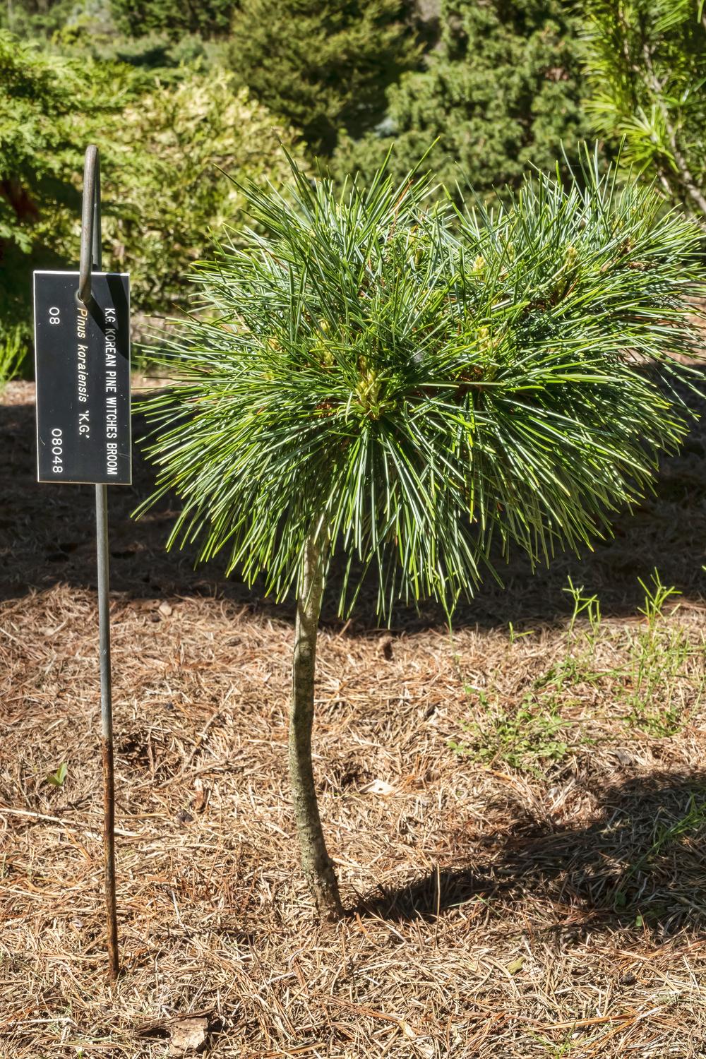 Korean Pine (Pinus koraiensis 'KG') - Garden.org