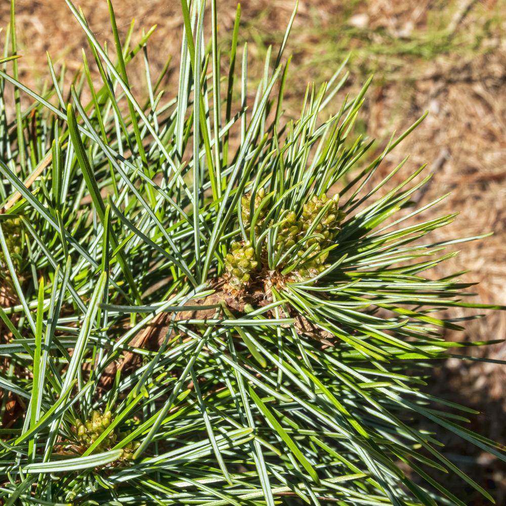 Photo of the leaves of Korean Pine (Pinus koraiensis 'KG') posted by ...