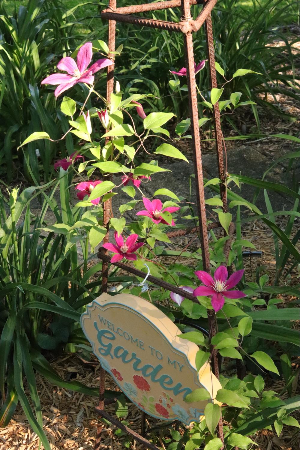 Photo of the entire plant of Clematis Acropolis™ posted by blue23rose ...