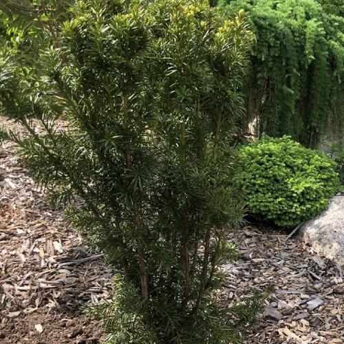 Anglo-Japanese Yew (Taxus 'Maureen') - Garden.org