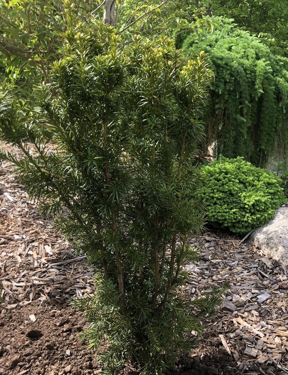Anglo-Japanese Yew (Taxus 'Maureen') - Garden.org