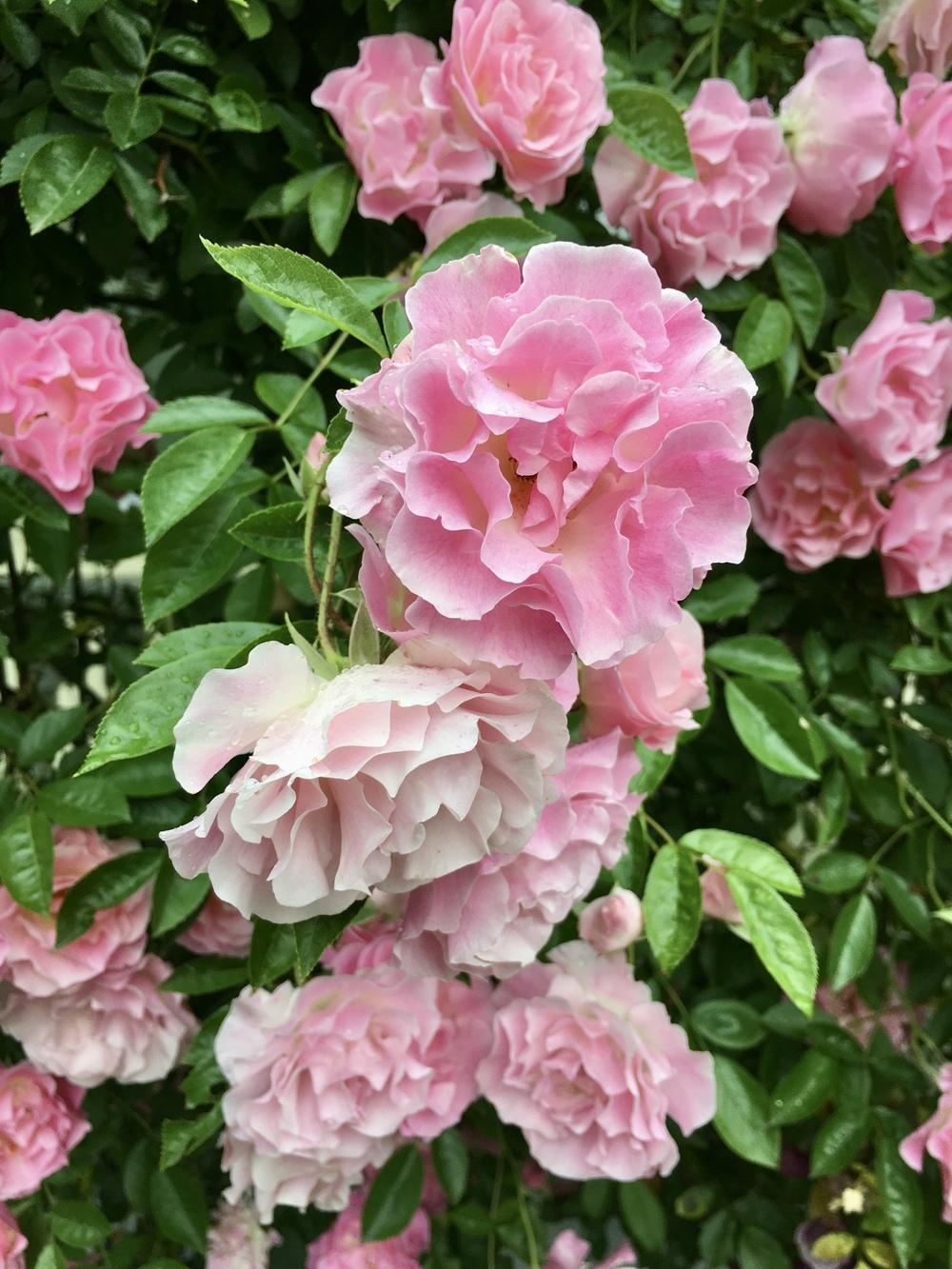 Rose bush Identification in the Roses forum - Garden.org