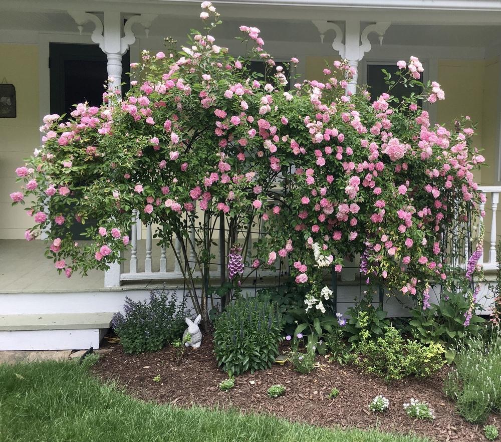 Rose bush Identification in the Roses forum - Garden.org