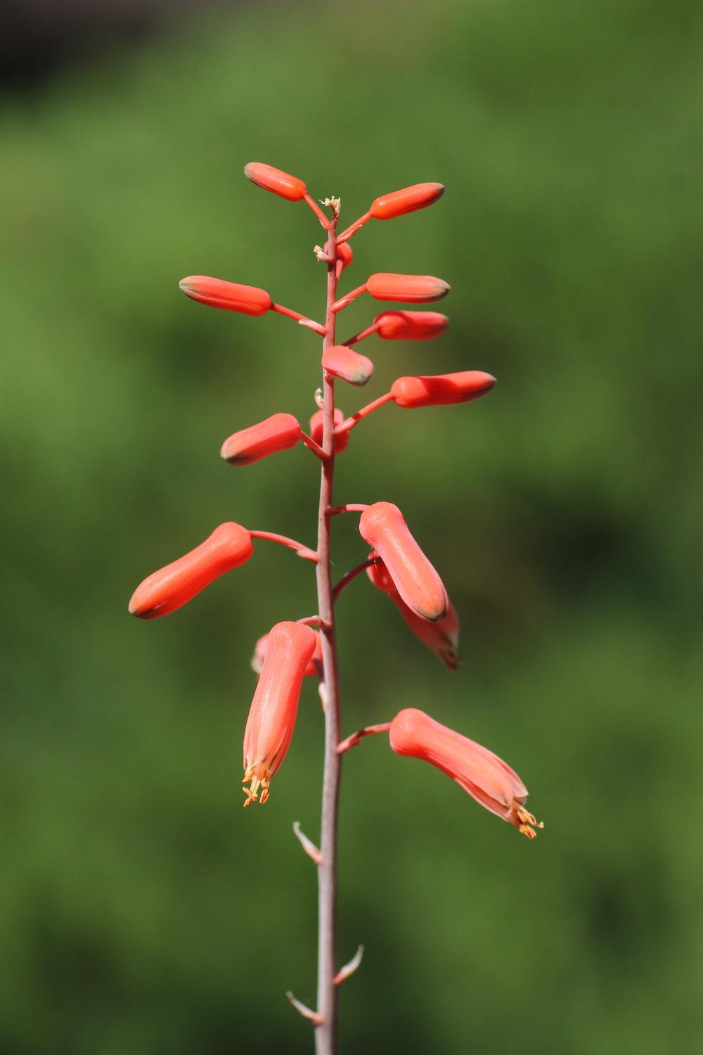 Photo of the bloom of Aloe 'Firecracker' posted by romalu - Garden.org