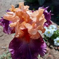 Tall Bearded Iris (Iris 'Rasputin') in the Irises Database - Garden.org