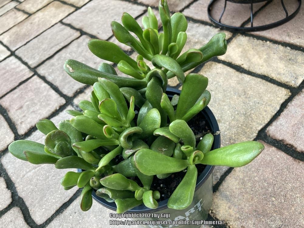Photo of the entire plant of Finger Jade (Crassula ovata 'Gollum ...