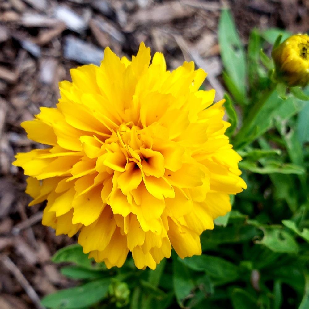 Tickseed (Coreopsis grandiflora Solanna™ Golden Ball) in the Tickseeds ...