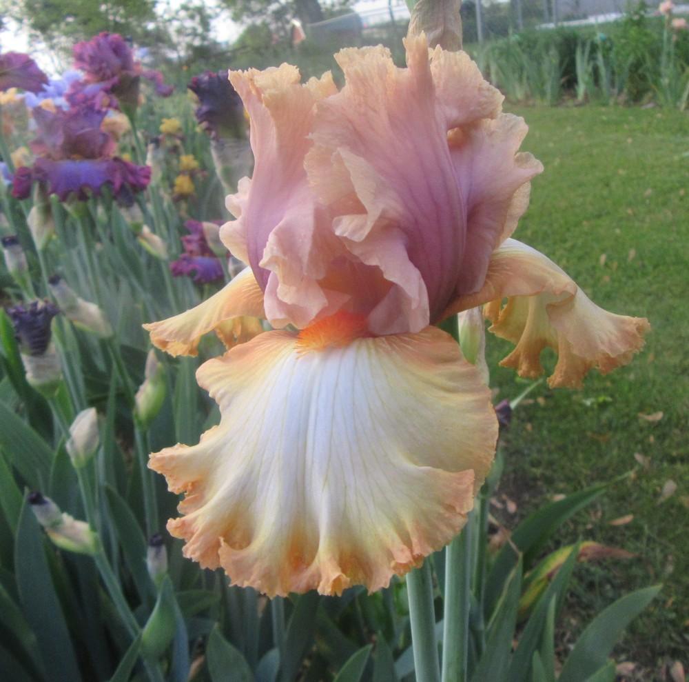 Photo of the bloom of Tall Bearded Iris (Iris 'Good on Ya') posted by ...