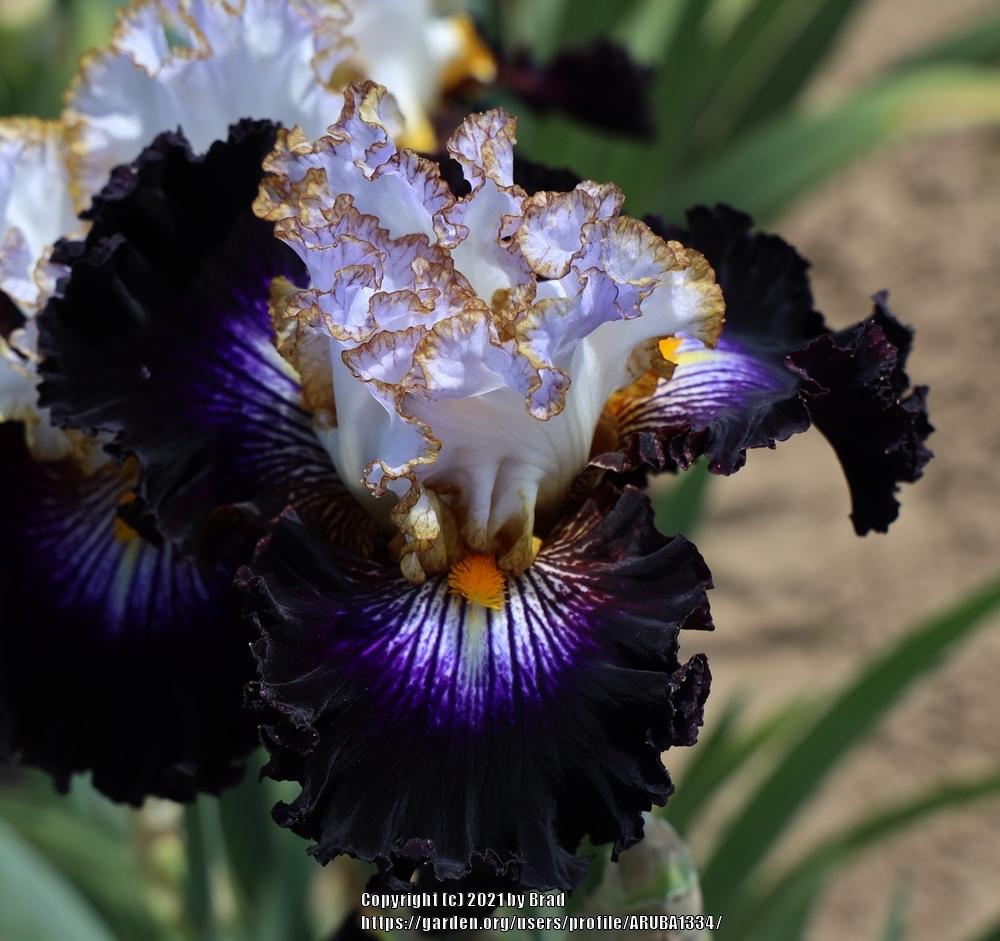Photo of the bloom of Tall Bearded Iris (Iris 'Reckless Child') posted by ARUBA1334 - Garden.org