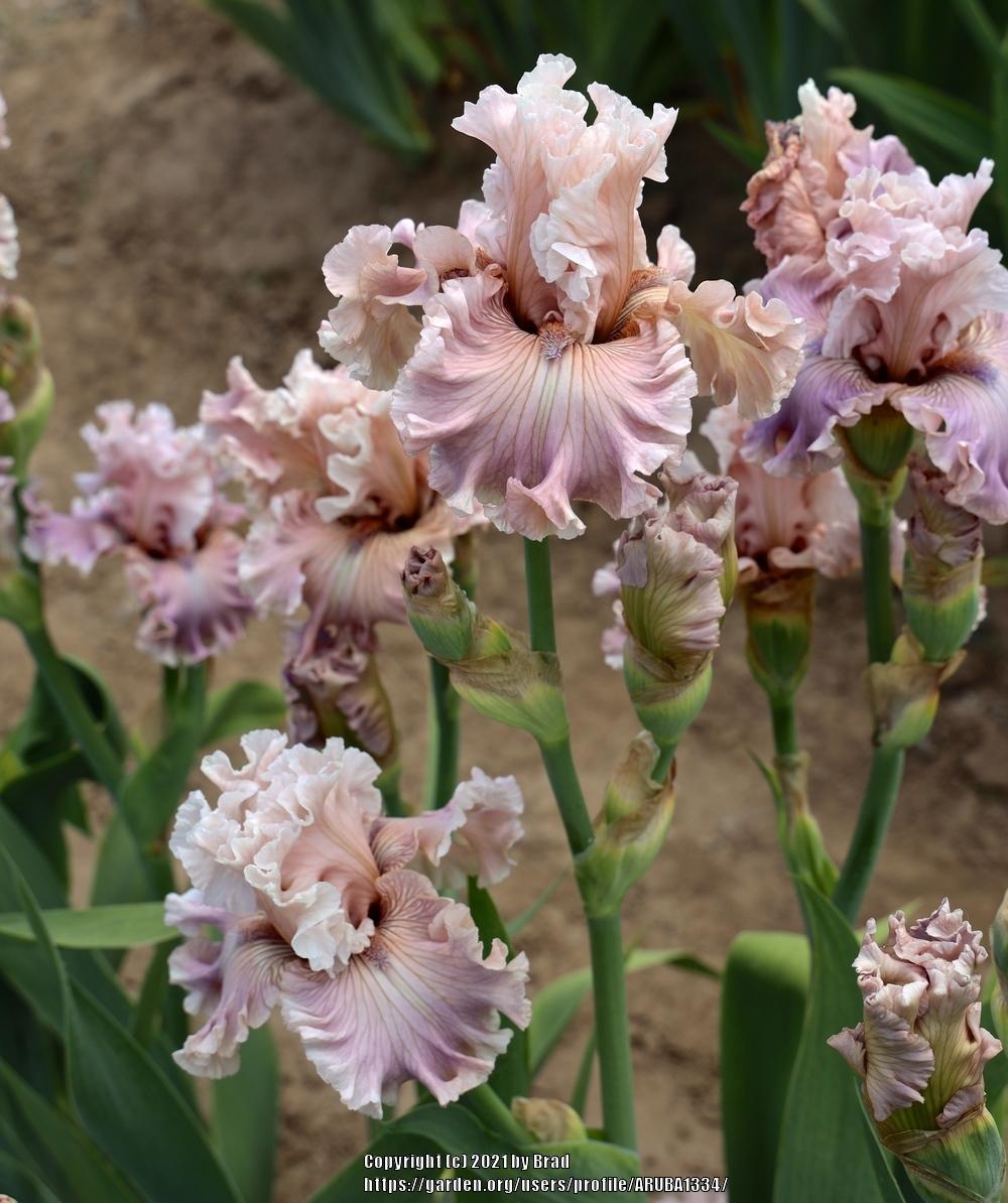Photo of the bloom of Tall Bearded Iris (Iris 'Another Suggestion ...