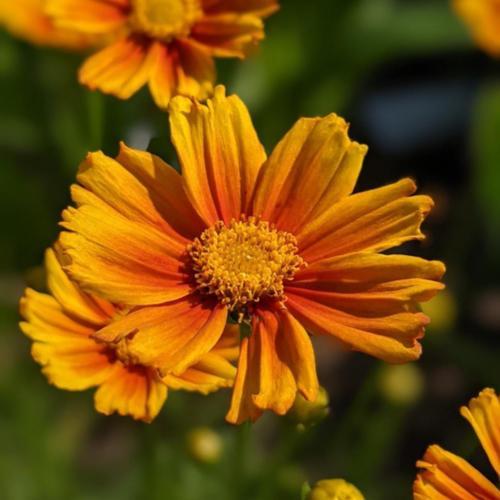 Coreopsis Li'l Bang™ Darling Clementine in the Tickseeds Database ...