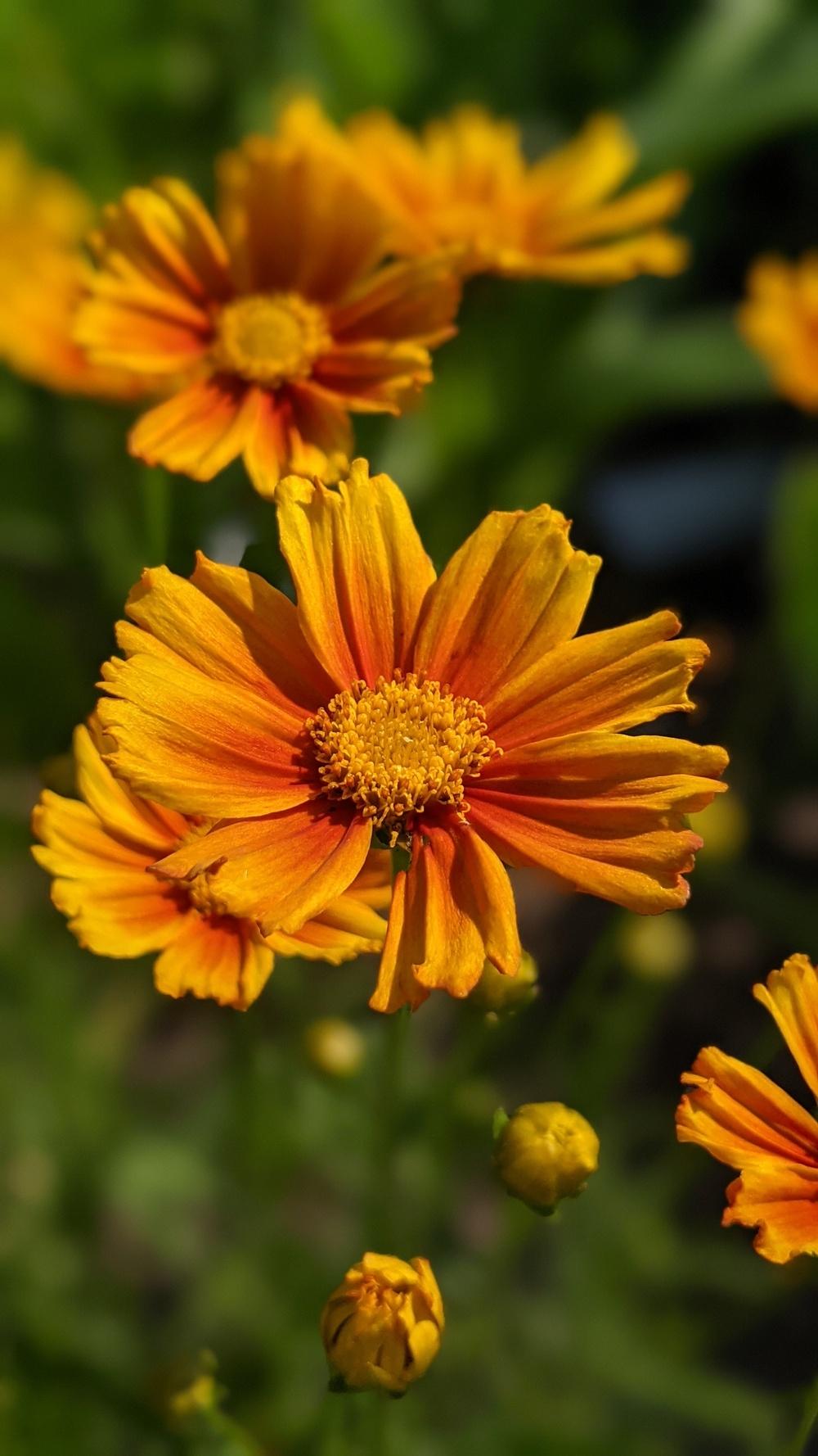 Coreopsis Li'l Bang™ Darling Clementine in the Tickseeds Database ...