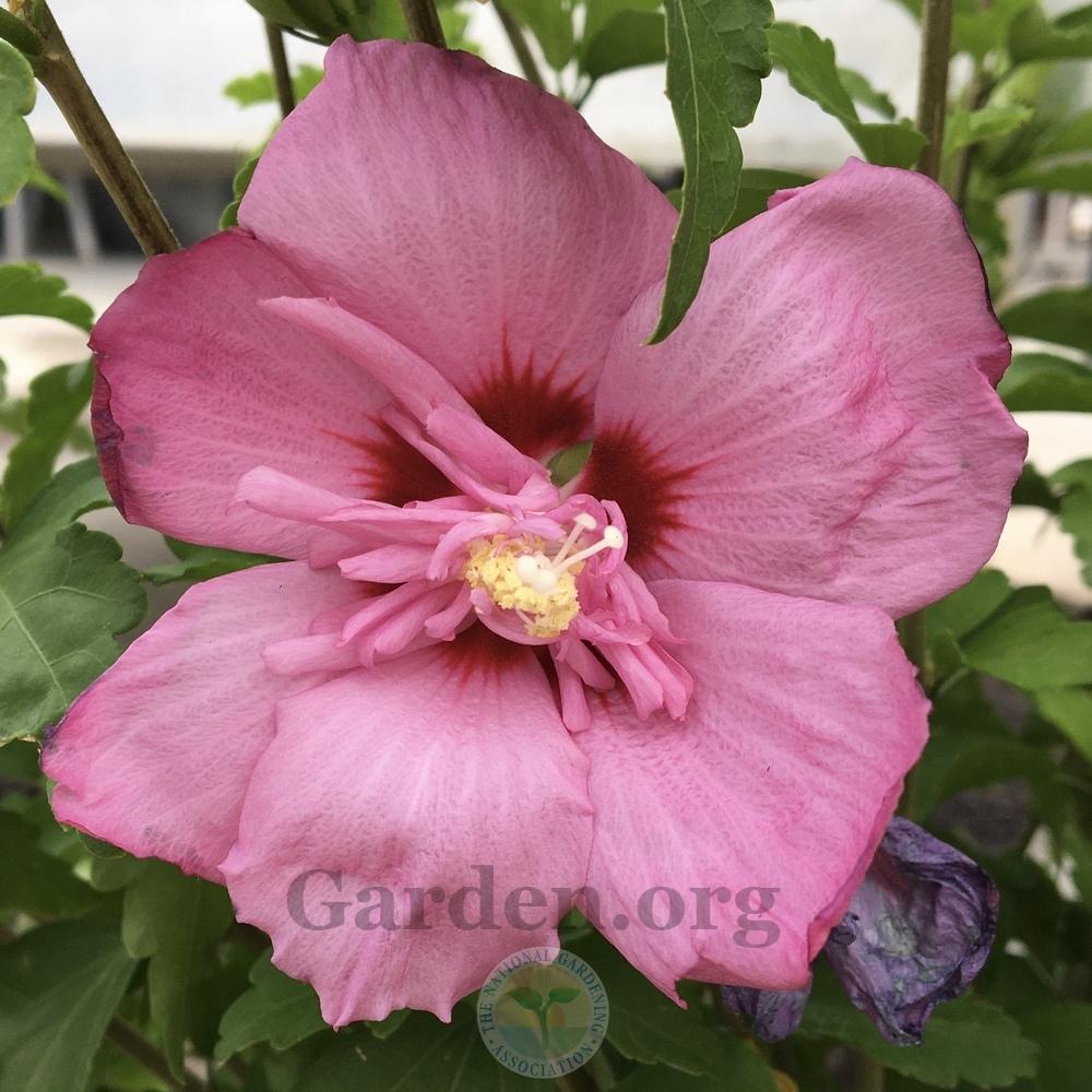Rose of Sharon (Hibiscus syriacus Chateau™ d'Amboise) in the Roses of ...