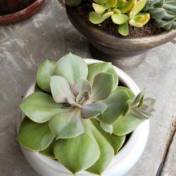 Conchita (Echeveria 'Xanthe Rose') in the Echeverias Database - Garden.org