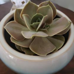 Conchita (Echeveria 'Xanthe Rose') in the Echeverias Database - Garden.org