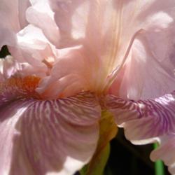 Tall Bearded Iris (Iris 'Magic Trick') in the Irises Database - Garden.org