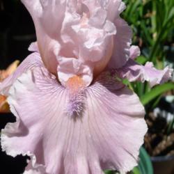 Tall Bearded Iris (Iris 'Magic Trick') in the Irises Database - Garden.org