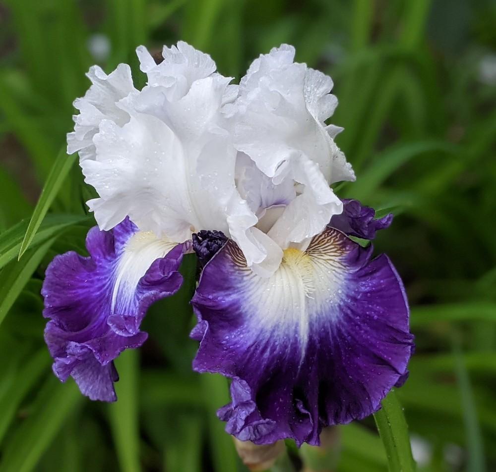 Photo of the bloom of Tall Bearded Iris (Iris 'Alsea Falls') posted by ...