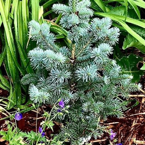 Dwarf Blue Alpine Fir (Abies lasiocarpa var. arizonica 'Glauca Compacta ...