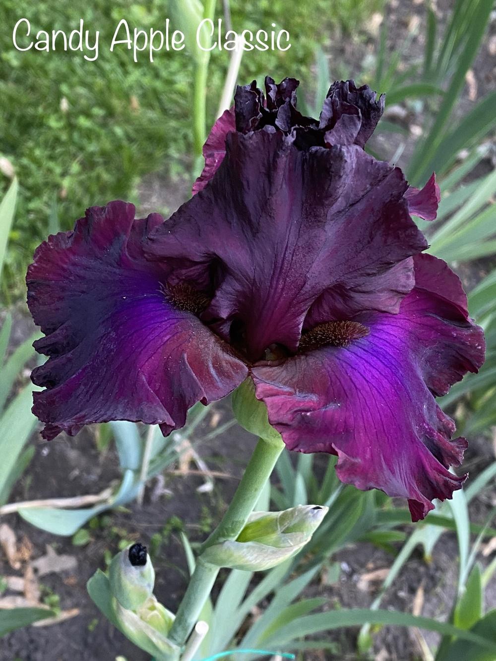 Photo of the bloom of Tall Bearded Iris (Iris 'Candy Apple Classic ...