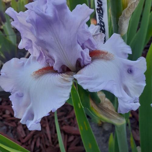 Tall Bearded Iris (Iris 'Bliss Bomb') in the Irises Database - Garden.org