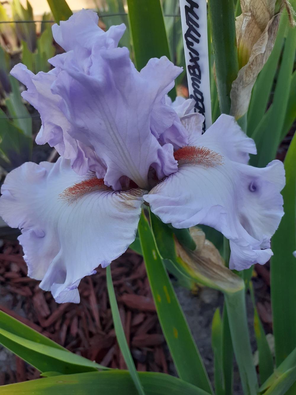 Tall Bearded Iris (Iris 'Bliss Bomb') in the Irises Database - Garden.org