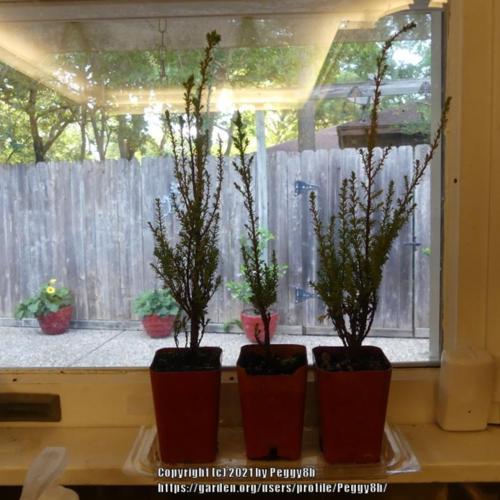 Common Juniper (Juniperus communis 'Pencil Point') - Garden.org