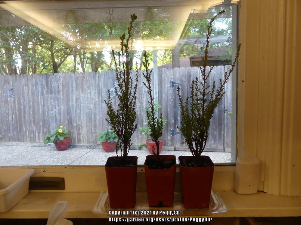 Common Juniper (Juniperus communis 'Pencil Point') - Garden.org