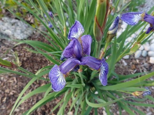 iris identification in the Irises forum - Garden.org