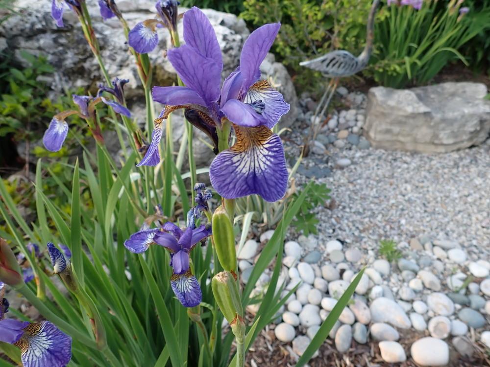 iris identification in the Irises forum - Garden.org
