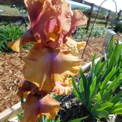 Tall Bearded Iris (Iris 'Bronze Warrior') in the Irises Database - Garden.org
