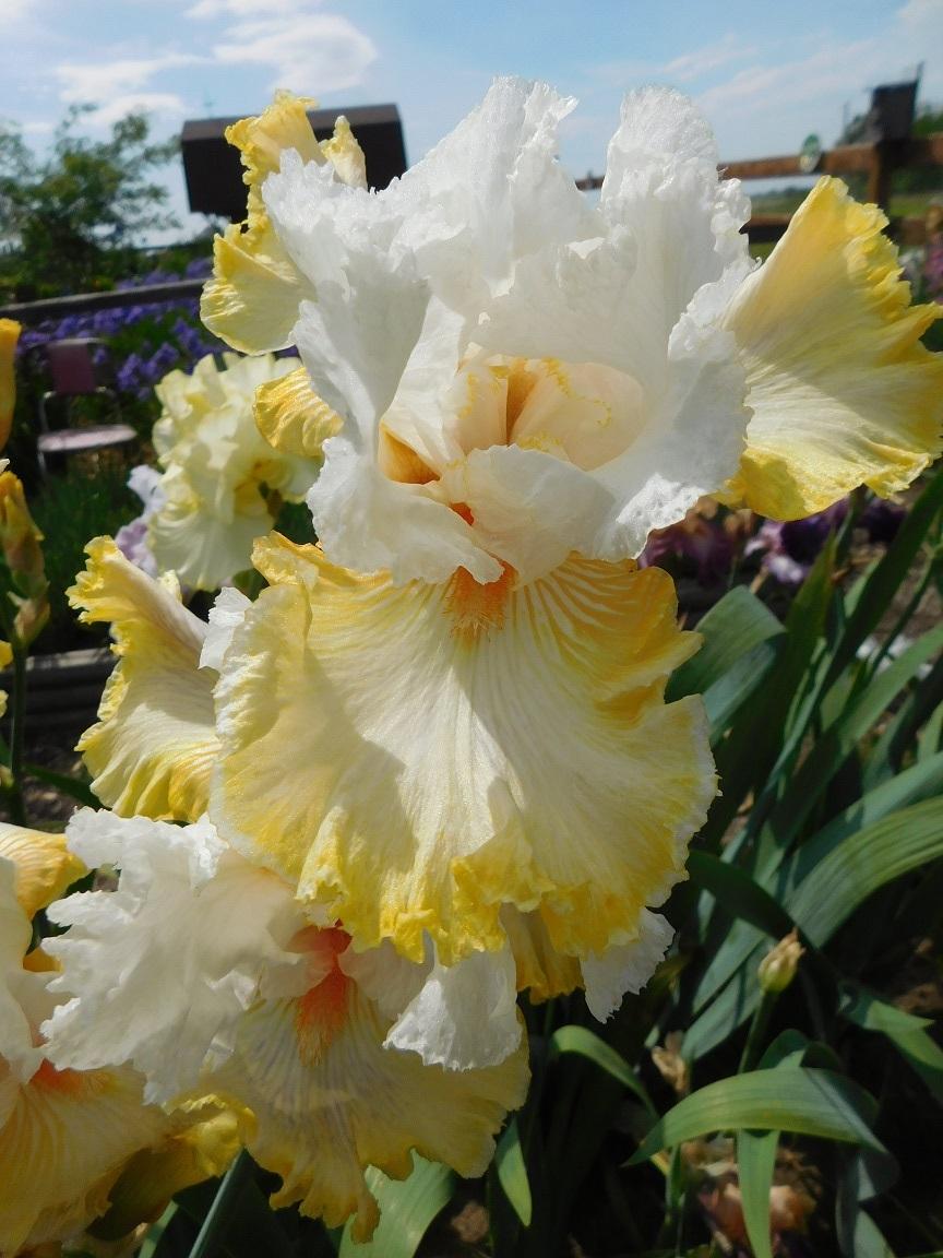 Tall Bearded Iris (Iris 'Coat of Colors') in the Irises Database ...