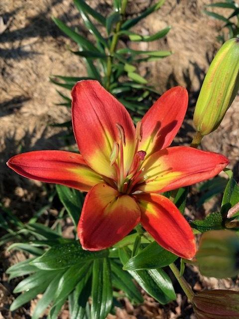 Asiatic Pot Lily (Lilium 'Majestic Joy') in the Lilies Database ...