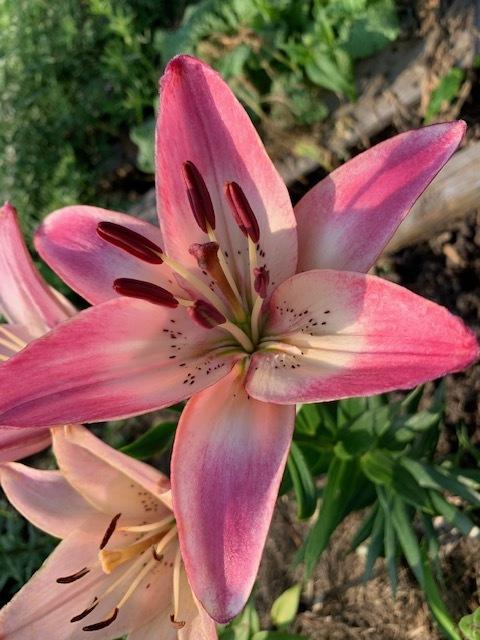 Asiatic Lily (Lilium 'Montreux') in the Lilies Database - Garden.org