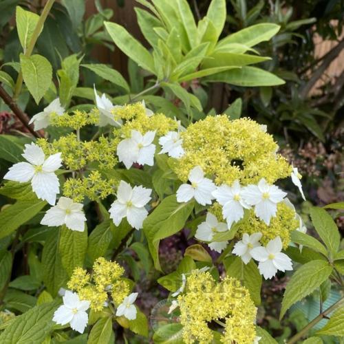 Chinese Hydrangea (Hydrangea chinensis Golden Crane®) in the Hydrangeas ...