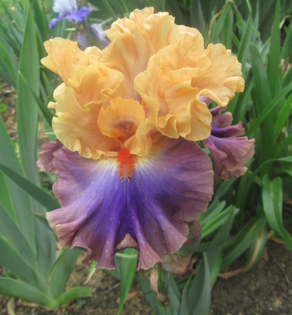 Tall Bearded Iris (Iris 'True Colors') in the Irises Database - Garden.org